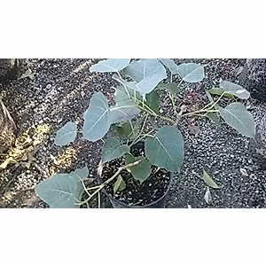 9EzTropical- Bodhi Tree Ficus - 1 Plant - 2 Feet Tall - Big Trunk - Great for Bonsai - Ship in 1 Gal Pot