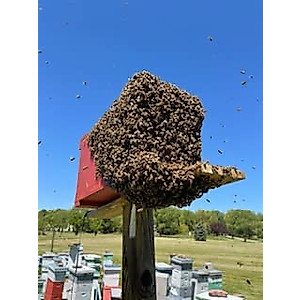 Swarm Rustler - Premium Swarm Lure - 2oz. Bottle for catching Honey Bee Swarms All Natural Swarm Lure