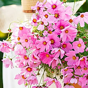 Cosmos Seeds - Gloria - 1 Pound - Pink Flower Seeds, Open Pollinated Seed Attracts Bees, Attracts Butterflies, Attracts Hummingbirds, Attracts Pollinators, Easy to Grow & Maintain, Extended Bloom