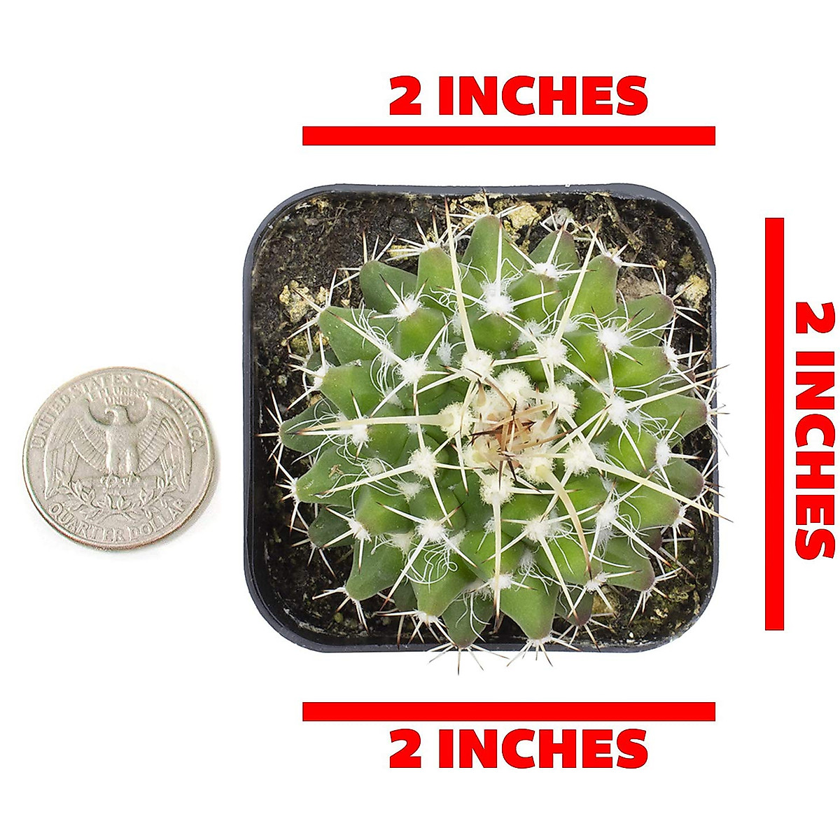 Cactus Plants (Mix of 6), Mammillaria Cactus Plants Live in Cactus Soil, Opuntia Cactus Live Plants, Cacti Plants, Cactus Décor Succulent, Cacti Décor Drought Tolerant Plants by Plants for Pets