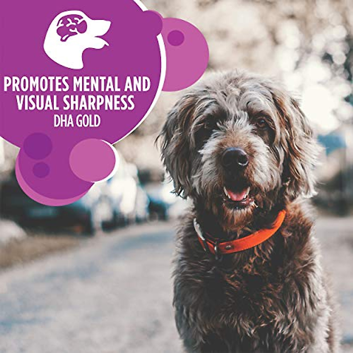 IAMS Healthy Aging Adult Dry Dog Food for Mature and Senior Dogs with Real Chicken, 29.1 lb. Bag