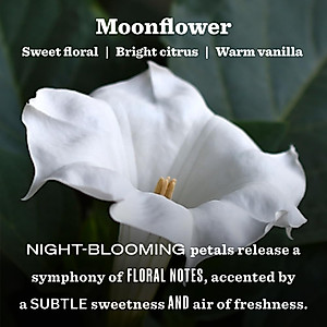 Mrs. Meyer's Clean Day Garden Heirloom Scented Soy Candle, Large, Moonflower Scent, 14 Ounce Candle