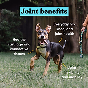 Embark Joint Supplement for Dogs – Glucosamine, Chondroitin, Hip and Joint Supplement, Supports Joint Health– Vet-Formulated with All-Natural Ingredients – 90 Soft Chews for Small and Large Breed Dogs