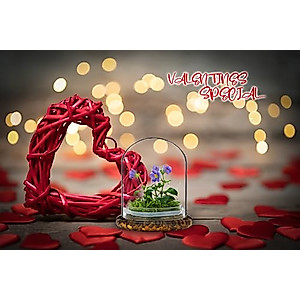 Award Winning: Persian Violet with Sundew Moss - Live Flower Terrarium in Self Sustaining Glass Jar, Maintenance Free and Blooms All-Season, Great Unique Gift and Home Decor, 100% Growth Guarantee