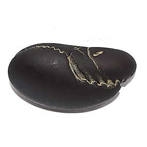 Laxmi Vishnu Paduka Shaligram - Gandaki River Nepal, Fossil, Fossil