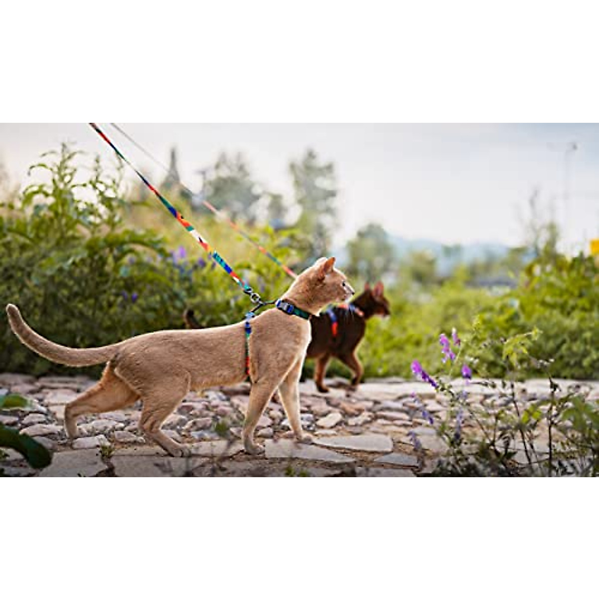 pidan Cat Harness and Leash Set, Cats Escape Proof - Adjustable Kitten Harness for Large Small Cats, Lightweight Soft Walking Travel Petsafe Harness（(Multicolor）