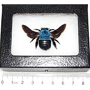 BicBugs Xylocopa caerulea Real Framed Bumblebee Blue Carpenter BEE Indonesia