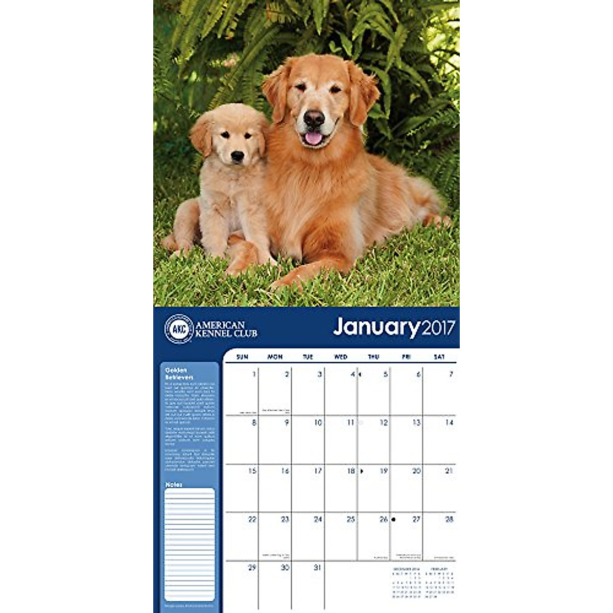 American Kennel Club Golden Retrievers 2017 Wall Calendar