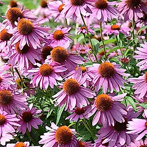 Outsidepride Perennial Echinacea Purple Coneflower Wild Flowers Great for Cutting - 1000 Seeds