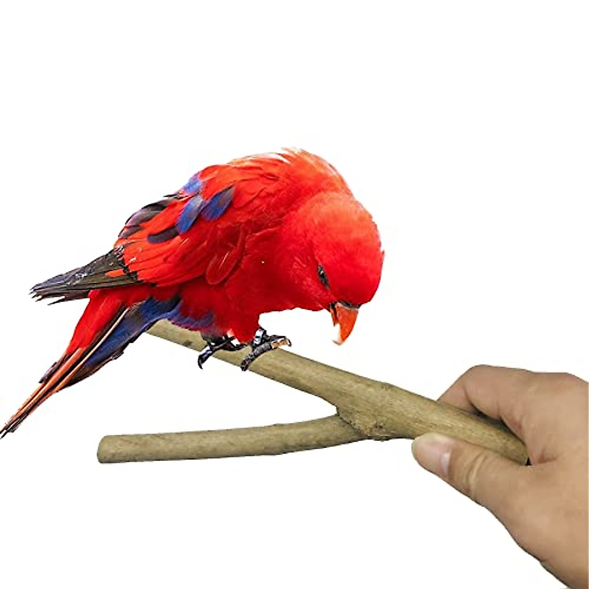 Allazone 10 PCS Natural Wood Bird Perch Stand, Bird Parrot Perch Stand Set, Wooden Parrot Perch Stand Perch Platform Cage Accessories for Parrotlets Cockatiels Budgies Parakeets