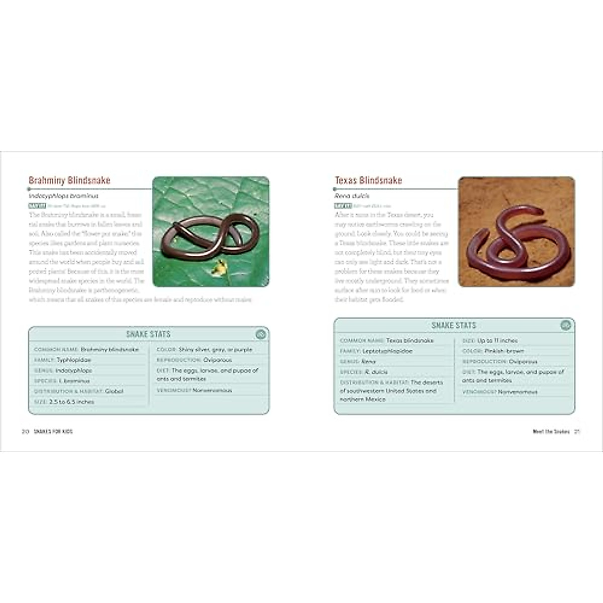 Snakes for Kids: A Junior Scientist's Guide to Venom, Scales, and Life in the Wild