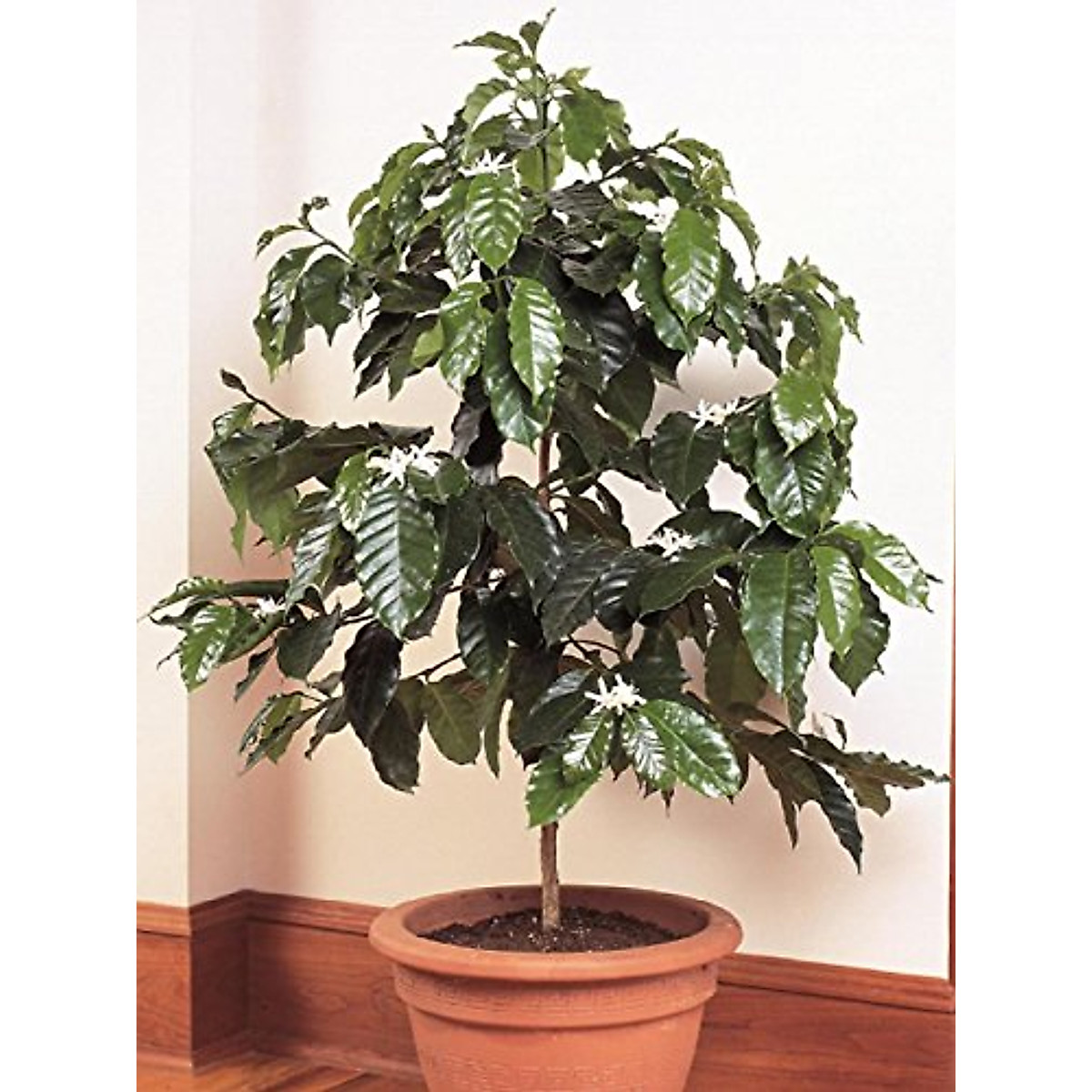 Seeds4planting - Seeds Arabian Coffee Tree Dwarf Plant Mountain Perennial Flowers