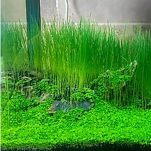 JIALIU 3 Pack Aquarium Plants See ds, Live Aquarium Grass See ds for Fish Tank Freshwater, Fast Growing Aquarium Mini Leaf & Hair Grass Small Pearl for Decorate Your Fish Tank., Green