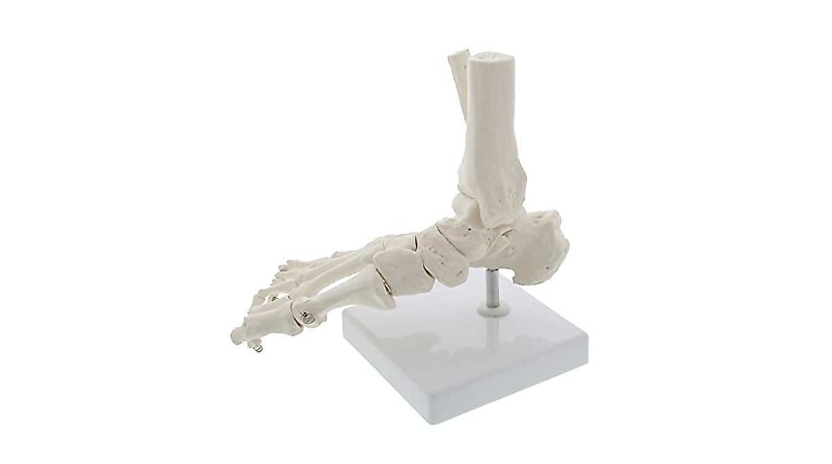 MonMed Life-Size Foot & Ankle Anatomical Skeleton Model
