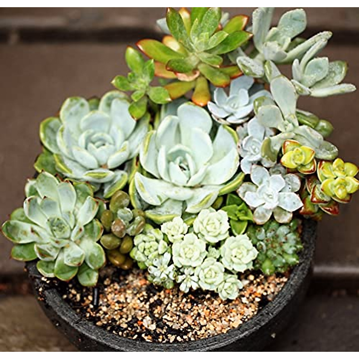 Mixed Colored Succulents Seeds Garden and Home Bonsai Flower Plant 200 Pcs Seeds