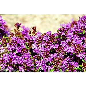 Ficoszo Mix Creeping Thyme Seeds Ground Cover for Planting, Thymus Serpyllum Heirloom Seeds for Rock Gardens, Along Borders, Fences & walkways Ornamental Flowers 1000pcs