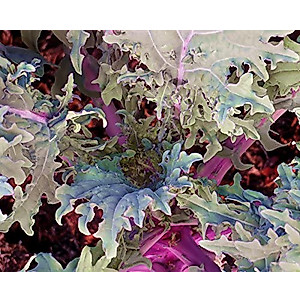 1000+ Kale Mixed Seeds, This is a Mix!!! Dwarf Blue Curled, Lacinato Dinosaur, Siberian Dwarf, Russian Red, Heirloom Non-GMO USA Grown