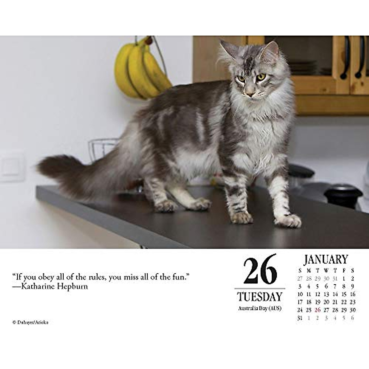 What Cats Teach Us 2021 Box Calendar