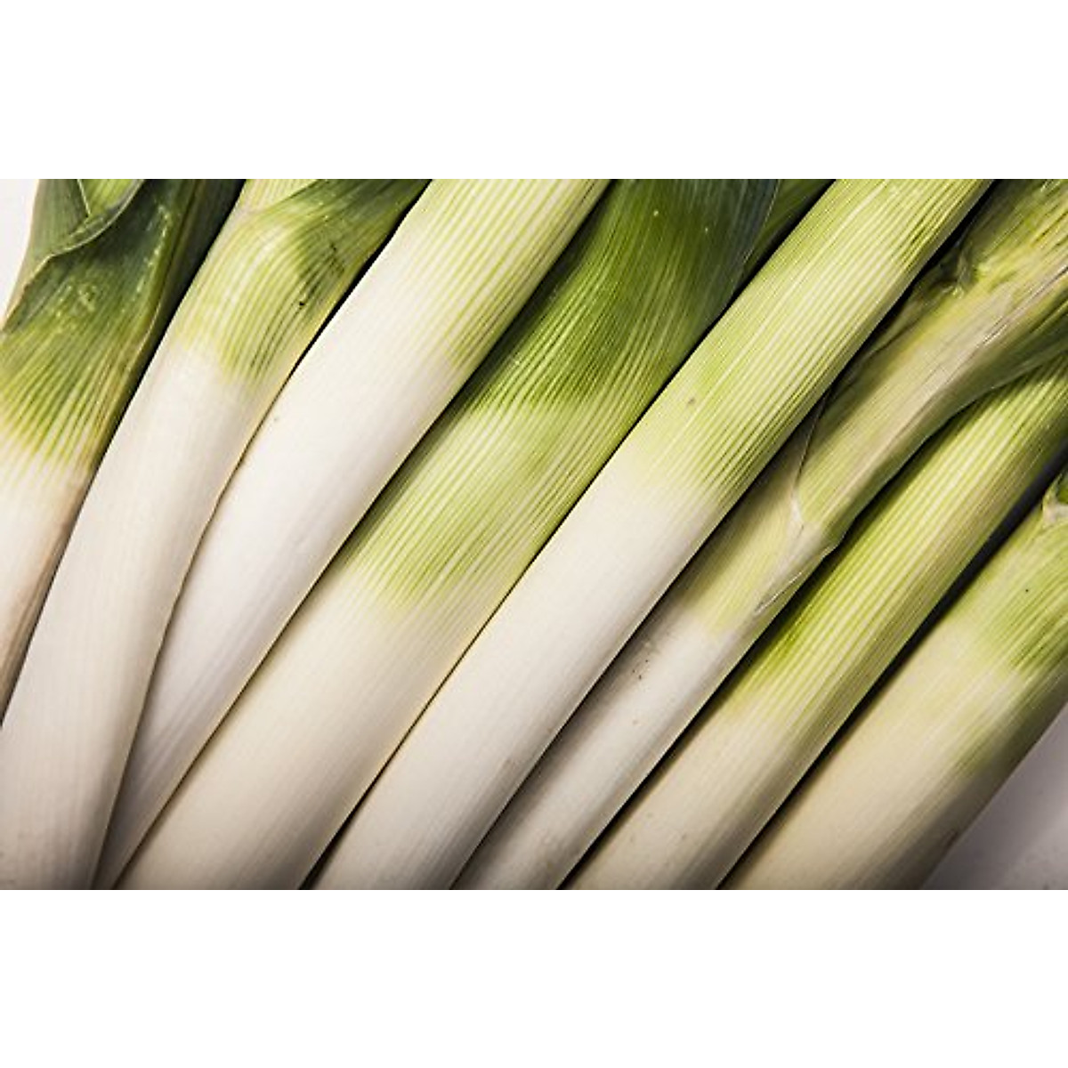 Leek Seeds “Carentan” – Full Leek Flavor with a Smaller Profile – Frost Tolerant | Seeds by Liliana's Garden |