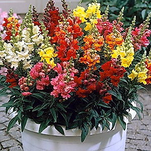 Snapdragon Seed Mix for Planting Dragon Flowers Lion's Mouth Low Height About 1000 Seeds
