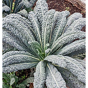 Kale Seeds - Lacinato Kale aka Dinosaur Kale or Black Tuscan Kale (100+ Seeds)