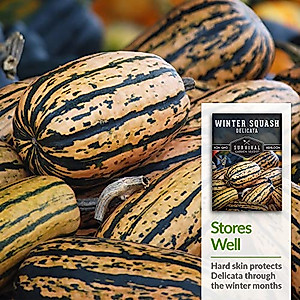 Survival Garden Seeds - Delicata Winter Squash Seed for Planting - Packet with Instructions to Plant and Grow Long-Lasting Winter Food Storage in Your Home Vegetable Garden - Non-GMO Heirloom Variety