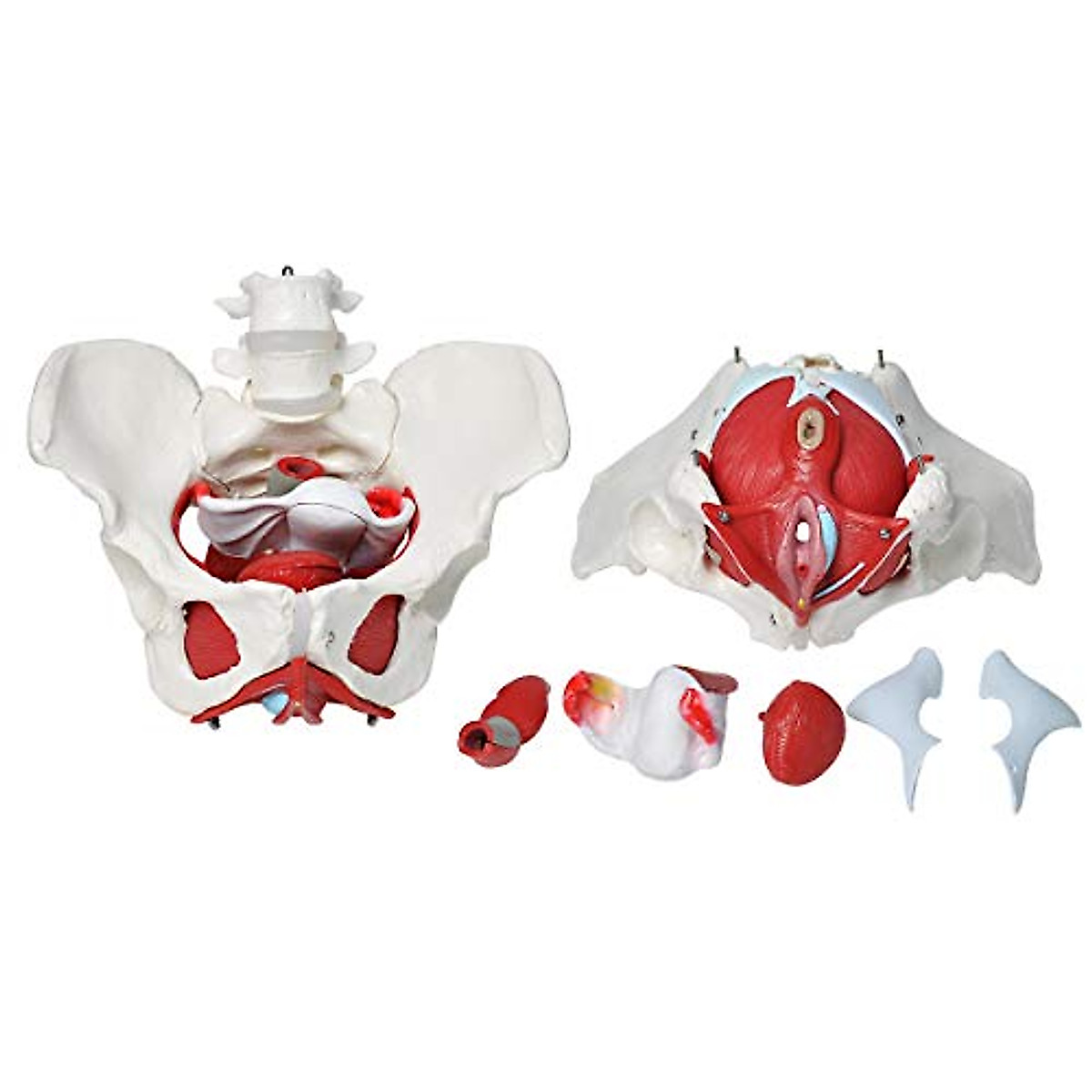 Wadoy Pelvic Floor Model, Female Pelvis Model, Pelvic Floor Muscle Anatomical Model with Removable Organs for Medical Teaching Students Study Science Education