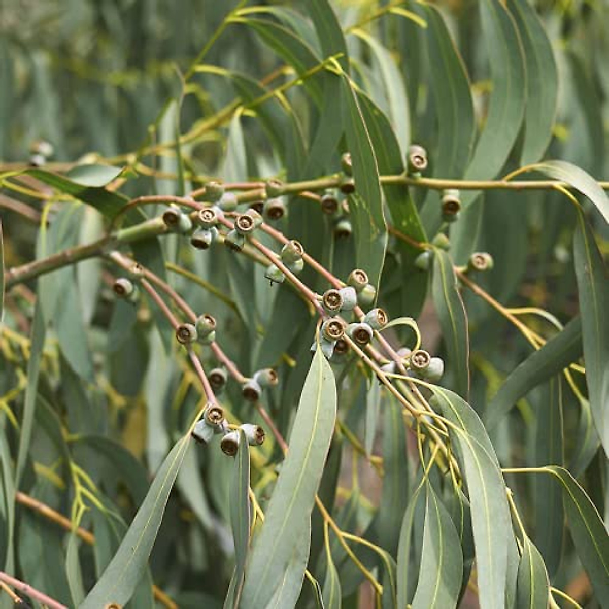 CHUXAY GARDEN Eucalyptus Globulus-Southern Blue Gum 25 Seeds Evergreen Tree Endemic Privacy Screen Road Edge Plants Easily Grow