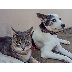 Coat Care for Dogs - Pets Total Health Complex - for Dogs and Cats - Premium Hair Skin Mouth Urinary Care - Dog Vitamin b Supplement - 3 Bottles (180 Tablets)