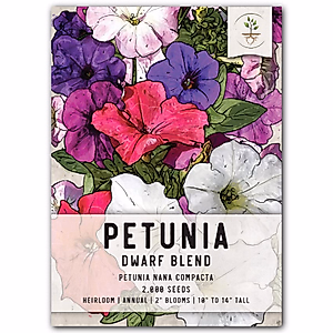 Seed Needs, Dwarf Mixed Petunia Seeds for Planting (Petunia Nana compacta) Single Package of 2,000 Seeds - Heirloom & Open Pollinated
