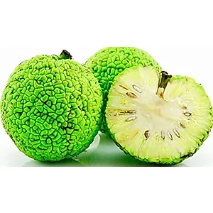 Osage Orange Tree, 30+ Premium Heirloom Seeds, Exotic & Rare, 60-80% Germination Rates, (Isla's Garden Seeds), Non GMO Seeds