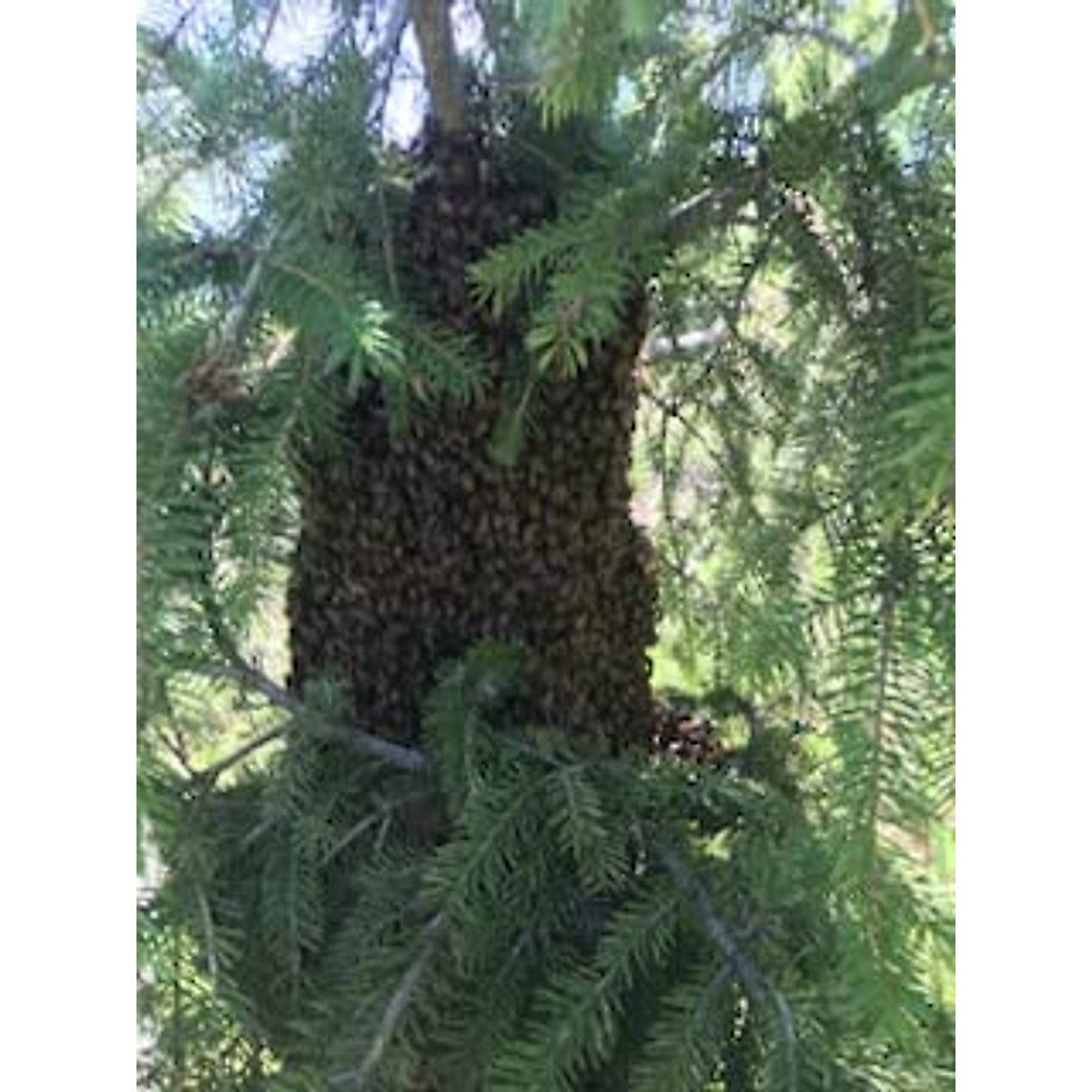 Swarm Rustler - Premium Swarm Lure - 2oz. Bottle for catching Honey Bee Swarms All Natural Swarm Lure