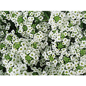 Alyssum Carpet of Snow Nice Garden Flower by Seed Kingdom Bulk 40,000 Seeds
