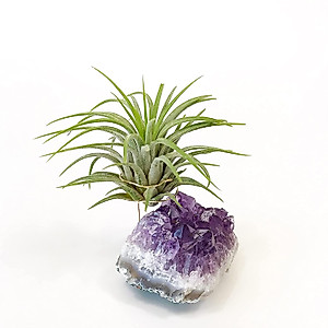 Small Amethyst Crystal Air Plant Holder Includes live Air Plant and Happy Birthday Gift Box