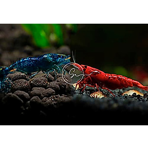 Swimming Creatures 5(Fire Red) + 5(Blue Dream) Neocaridina Shrimps. Live Arrival Guarantee