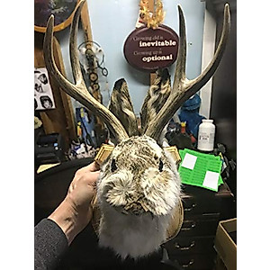 Jackalope Shoulder Head Mount Taxidermy Mounted 4 Point Antlers Professionally Done (Bailey)