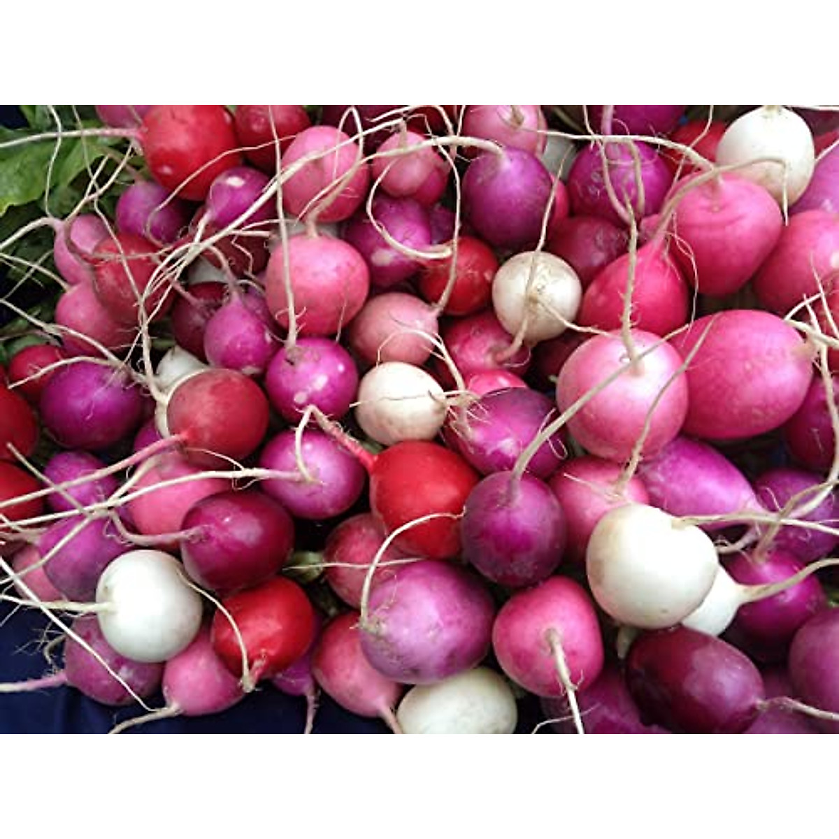 300 Easter Egg Radish Seeds for Planting Heirloom Non GMO 3.5 Grams Garden Vegetable Bulk Survival