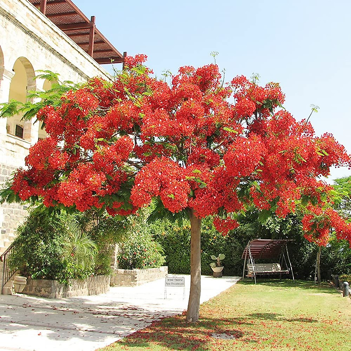 QAUZUY GARDEN 10 Flamboyant (Royal Poinciana) Delonix Regia Flame Tree Seeds, Non-GMO Heirloom Tree Seed, Striking Perennial Exotic Tropical Bonsai Accent Tree