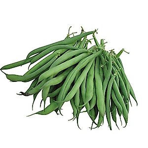 Burpee Stringless Green Pod Bush Bean Seeds 4 ounces of seed