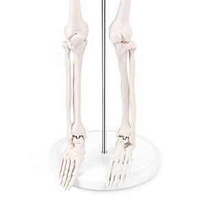 MIIRR Human Skeleton Model, 33.4" Skeleton with Removable Skull Cap, Movable Arms and Legs, Perfect for Teaching and Learning