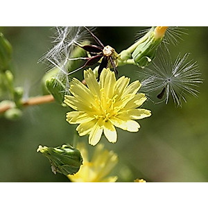 Earthcare Seeds Wild Lettuce 50 Seeds (Lactuca virosa) Heirloom - Non GMO - Open Pollinated