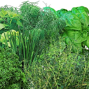 AeroGarden Gourmet Herb Seed Pod Kit (7 pod)