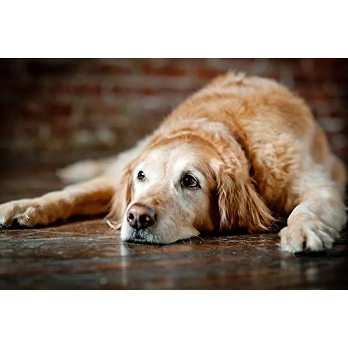 Hip and Joint Supplements for Large Dogs - Hip & Joint Support - for Dogs - Chewable - Dog glucosamine Soft - 1 Bottle (120 Chewable Tablets)
