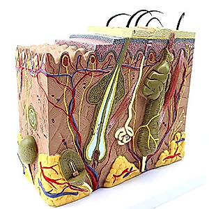 Teaching Model,Skin Anatomical Model, Skin Model, Dermatology Doctor-Patient Communication Model, Beauty Micro-Skin Anatomy Model, Plastic Anatomy Anatomy Teaching Tool