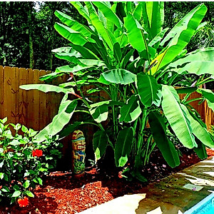 10 "Dwarf" Cavendish Banana Tree Seeds Musa acuminata Hardy Tropical Fruit Plant
