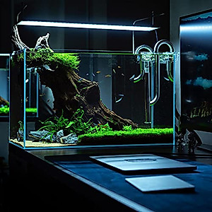 SubstrateSource Dwarf Baby Tears Hemianthus Callitrichoides Live Aquarium Plant Tissue Culture Cup - 100% Snail Free in Vitro (Dwarf Baby Tears)