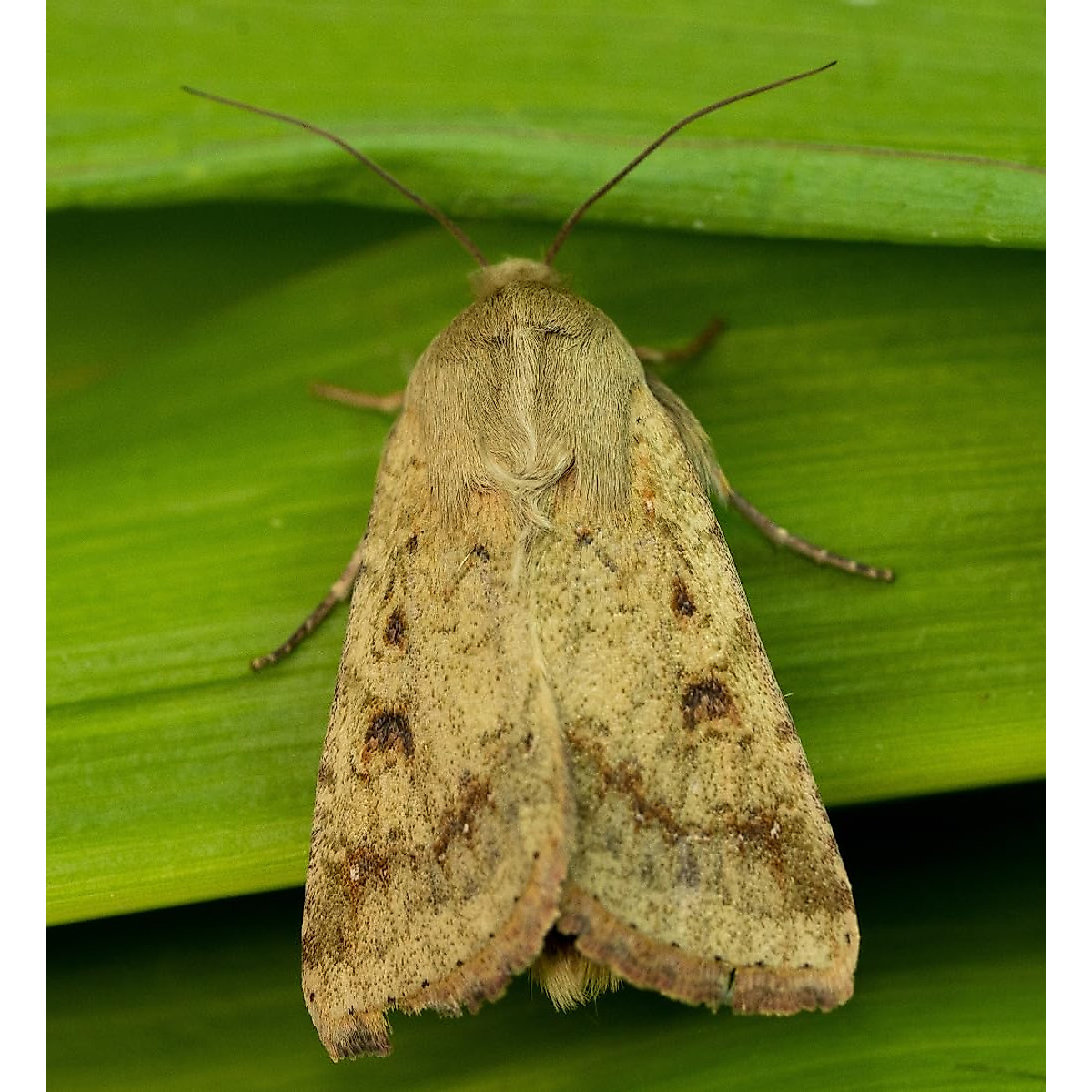 VivaTrap VT-101 Corn Earworm + Tomato Fruitworm Moth Trap & Lure (2 Pack, 8 Week)