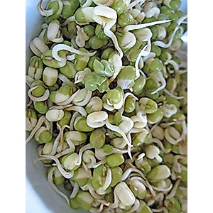 Todd’s Seeds - Mung Bean Sprouting Seed - Mung Bean Seeds - Chinese Green Bean - 1 Pound Bulk Seeds