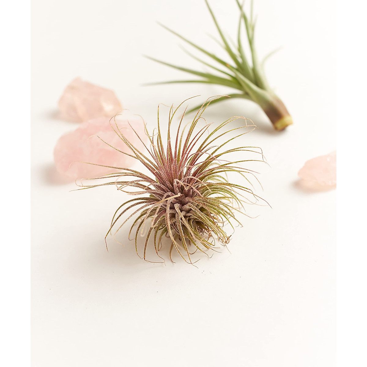 Shop Succulents Bromeliad Collection Hand Selected Variety of Tillandsia Ionantha, Purifying Live Indoor Air Plants