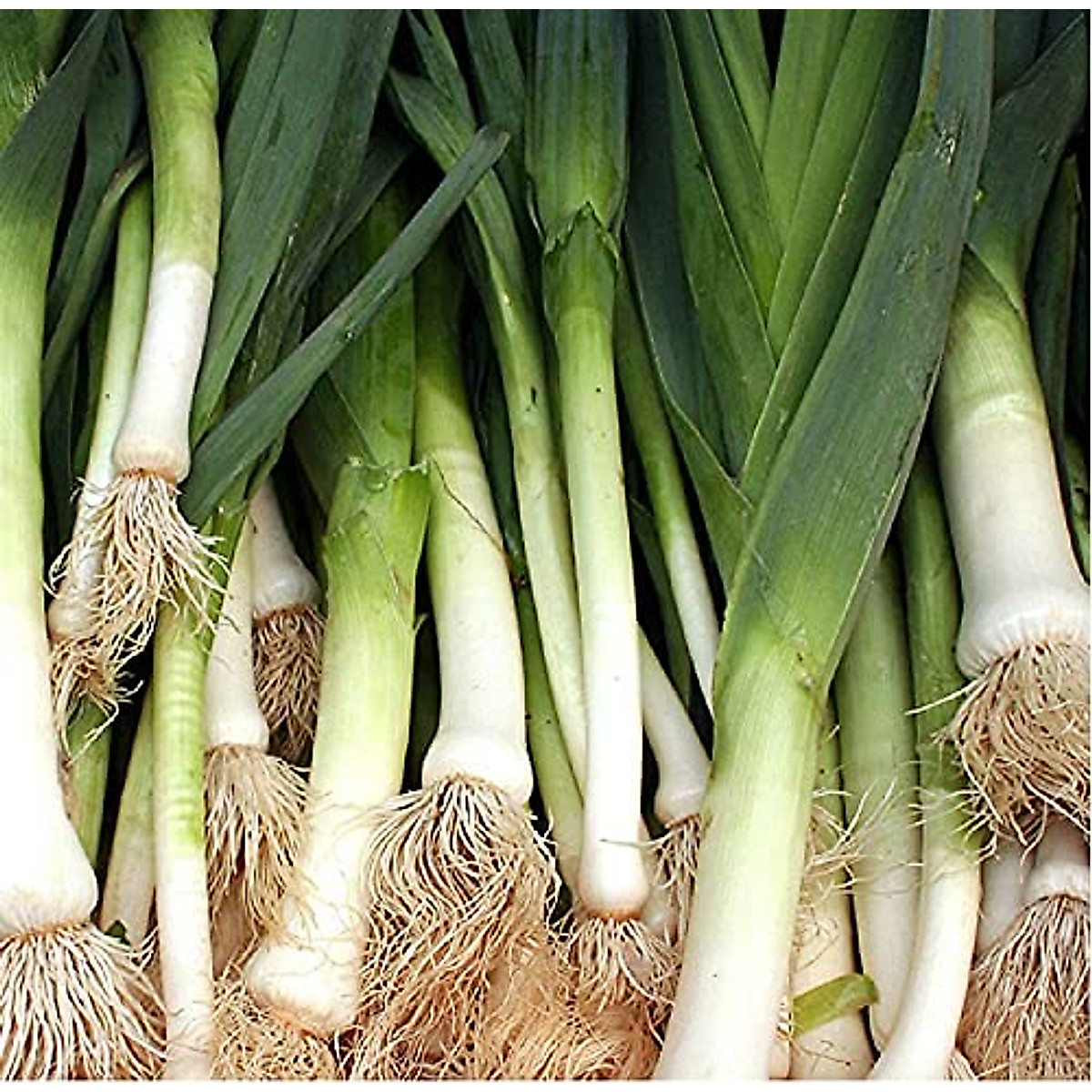 David's Garden Seeds Leek King Richard (Green) 200 Non-GMO, Open Pollinated Seeds